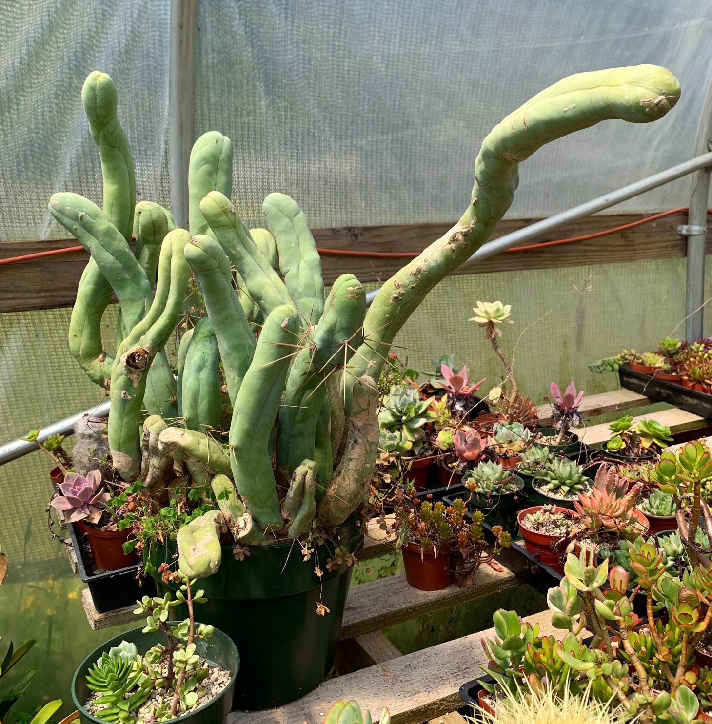 Blog – Cascade Cactus and Succulent Society